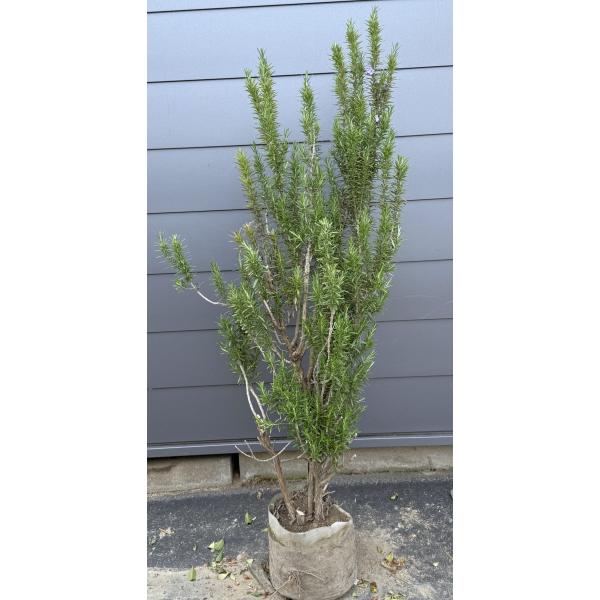 料理にも使えるローズマリーの大株♪【送料無料でのお届けですので大変お買い得となっております♪】☆商品情報☆葉っぱが香り高くハーブとして使えます☆春には薄紫色の可愛らしい花も咲かせます全長　　約1.5メートル樹高　　約1.3メートル株立ち　３...