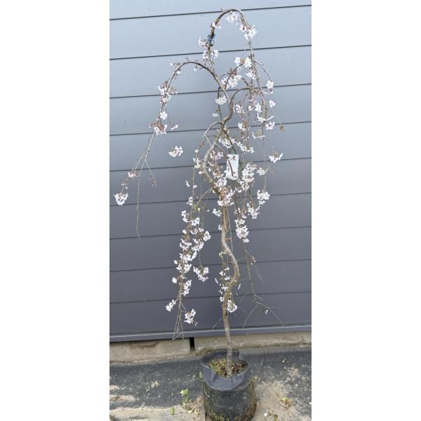 ２色咲きに見える不思議な桜♪【送料無料でのお届けですので大変お買い得となっております♪】☆商品情報☆富士桜の希少な枝垂れタイプです。富士桜の特徴は、初めは白い花が少しずつ色付いて濃いピンク色に変化していく所です。咲きたて若い白い花とピンクに...