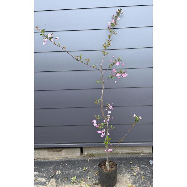 春に可愛らしい花を咲かせる木♪【送料込みでのお届けですので大変お買い得となっております♪】☆商品情報☆可愛らしいピンクの花が春に沢山咲く木です♪花の美しさは中国の玄宗皇帝が楊貴妃をハナカイドウに例えた程で、美人の代名詞としても使われる事があ...