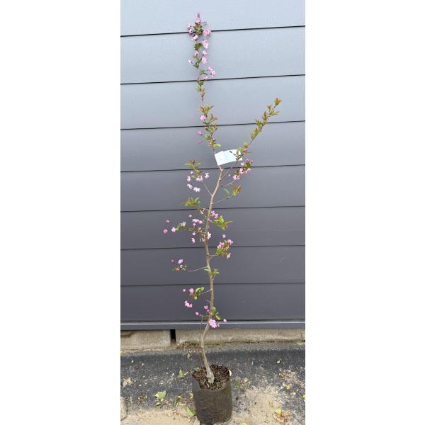 春に可愛らしい花を咲かせる木♪【送料込みでのお届けですので大変お買い得となっております♪】☆商品情報☆可愛らしいピンクの花が春に沢山咲く木です♪花の美しさは中国の玄宗皇帝が楊貴妃をハナカイドウに例えた程で、美人の代名詞としても使われる事があ...