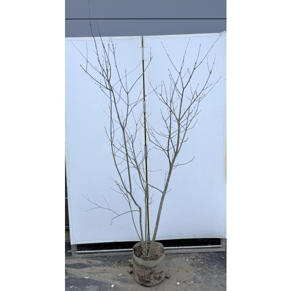 シンボルや雑木の庭に人気のアオダモ♪【送料無料ですので大変お買い得となっております♪】シンボルツリーや雑木の庭を彩る植木としても人気の商品です☆全長　　約1.8メートル樹高　　約1.6メートル株立ち　３本以上こちらの販売ページは写真の商品の...