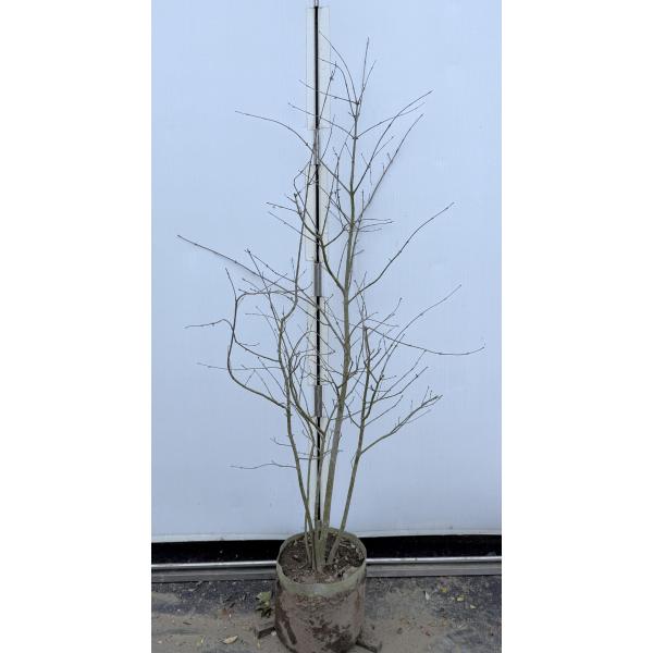 シンボルや雑木の庭に人気のアオダモ♪【送料無料ですので大変お買い得となっております♪】シンボルツリーや雑木の庭を彩る植木としても人気の商品です☆全長　　約1.7メートル樹高　　約1.5メートル株立ち　５本株こちらの販売ページは写真の商品の現...