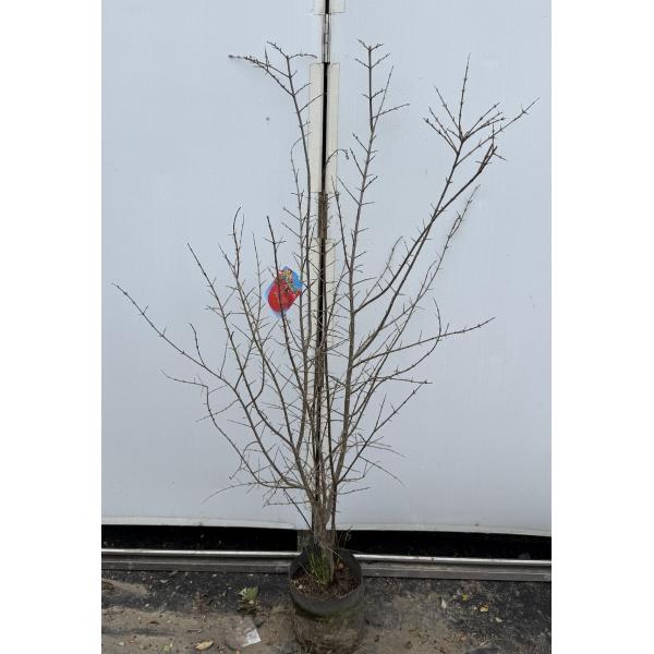 希少なザクロの木♪【送料込みでのお届けですので大変お買い得となっております♪】☆商品情報☆大きなザクロの果樹苗木です！市販される事が少ない果実をお庭で楽しむ事が出来ます全長　　約1.4メートル樹高　　約1.2メートルこちらの販売ページは写真...