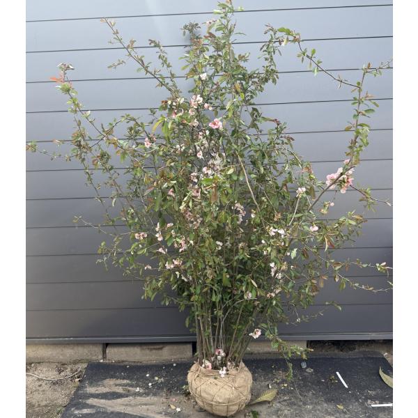 ３色咲きに見えるボケの花♪【送料無料でのお届けですので大変お買い得となっております♪】☆商品情報☆ボケの木の中でも希少な源平咲きタイプです♪白、ピンク、紅白混じりの三色が１本の木から咲き誇り、その姿は圧巻です。全長　　約2.2メートル樹高　...