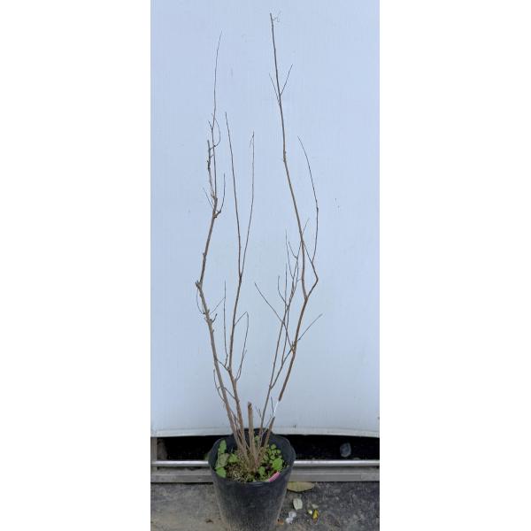 存在感抜群の黒葉のサルスベリ♪【送料無料でのお届けですので大変お買い得となっております♪】☆商品情報☆花の少ない真夏に庭を彩ってくれるサルスベリです♪ブラックパール　ホワイト赤黒い葉っぱが印象的で淡い白い花が可愛らしいサルスベリです☆病耐性...