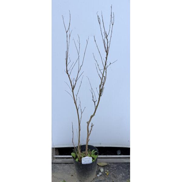 存在感抜群の黒葉のサルスベリ♪【送料無料でのお届けですので大変お買い得となっております♪】☆商品情報☆花の少ない真夏に庭を彩ってくれるサルスベリです♪ブラックパール　ホワイト赤黒い葉っぱが印象的で淡い白い花が可愛らしいサルスベリです☆病耐性...