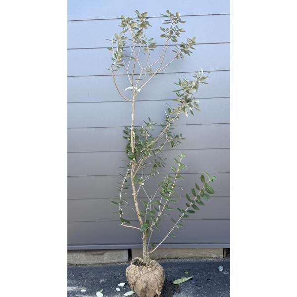 初心者にもお勧めの品種のフェイジョア・ジェミニ♪【送料込みの価格となっておりますので大変お買い得となっております♪】☆商品情報☆フェイジョア・ジェミニ早めに実が成る品種で、香りが高く濃厚な味わいの品種です。１本でも実が成る自家結実性があると...