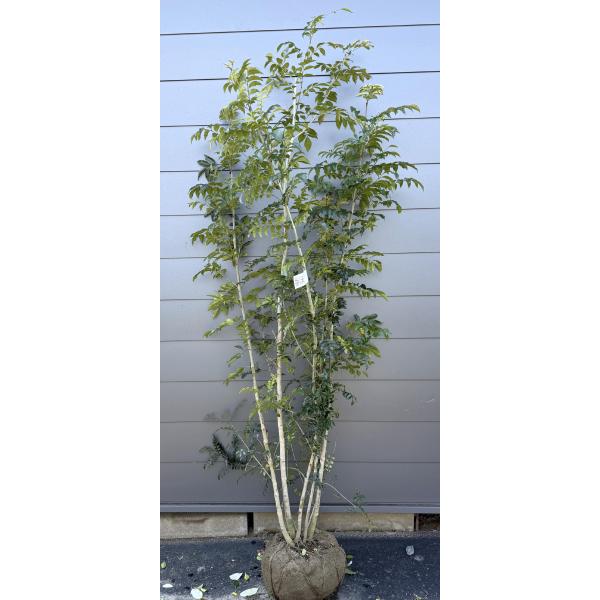 一番人気のシンボルツリー♪【送料無料でのご提供ですので大変お買い得となっております♪】☆商品情報☆シンボルツリーにも最適な美樹形のシマトネリコです♪全長　　約２メートル樹高　　約1.7メートル株立ち　５本株こちらの販売ページは写真の商品の現...