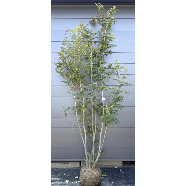 一番人気のシンボルツリー♪【送料無料でのご提供ですので大変お買い得となっております♪】☆商品情報☆シンボルツリーにも最適な美樹形のシマトネリコです♪全長　　約2.6メートル樹高　　約2.4メートル株立ち　6本株こちらの販売ページは写真の商品...