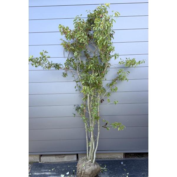 可愛い赤い実が成る木♪【送料無料でのお届けですので大変お買い得となっております♪】☆商品情報☆ソヨゴのとても美樹形な株立ちです♪樹形の良い涼し気な印象の株立ちです！シンボルツリーとしても申し分の無い株立ちですよ。全長　　約2.5メートル樹高...