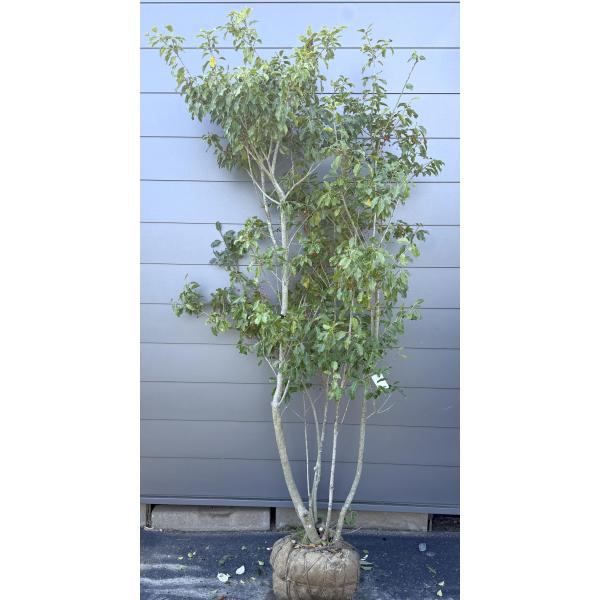 可愛い赤い実が成る木♪【送料無料でのお届けですので大変お買い得となっております♪】☆商品情報☆ソヨゴのとても美樹形な株立ちです♪樹形の良い涼し気な印象の株立ちです！シンボルツリーとしても申し分の無い株立ちですよ。全長　　約2.4メートル樹高...