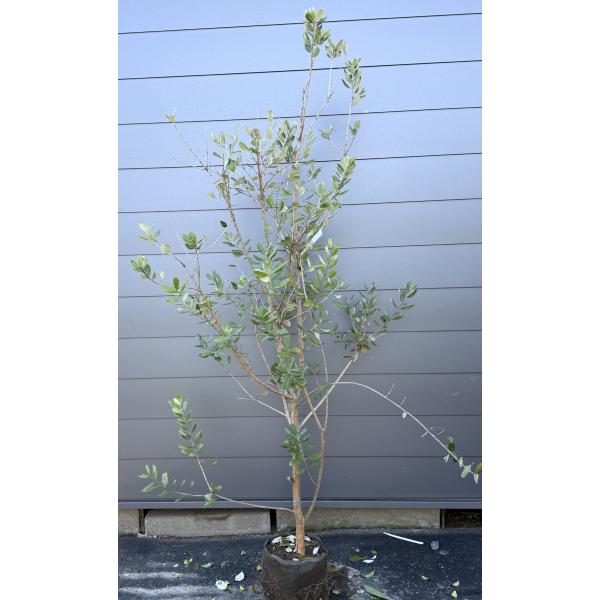 洋風に庭に良くあるフェイジョア♪【送料込みの価格となっておりますので大変お買い得となっております♪】☆商品情報☆春に赤い花を咲かせ、秋に南フルーツの様な香りの良い果実を実らせます全長　　約2.1メートル樹高　　約1.9メートル品種　　不明(...