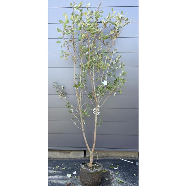 洋風に庭に良くあるフェイジョア♪【送料込みの価格となっておりますので大変お買い得となっております♪】☆商品情報☆春に赤い花を咲かせ、秋に南フルーツの様な香りの良い果実を実らせます全長　　約２メートル樹高　　約1.8メートル株立ち　２本株品種...