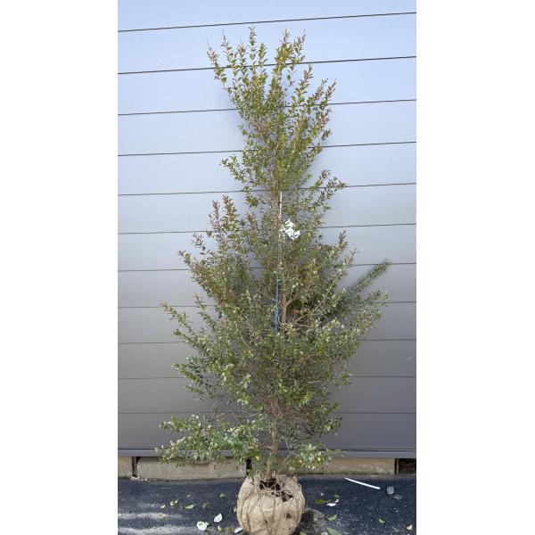 良い香りと可憐な花が人気のギンバイカ☆【送料無料でのお届けですので大変お買い得となっております♪】☆商品情報☆銀梅花/ギンバイカ　の美樹形な株立ちです♪葉が小さく都会的で爽やかな印象の植木で芳香も豊かな樹木です☆全長　　約2.2メートル樹高...