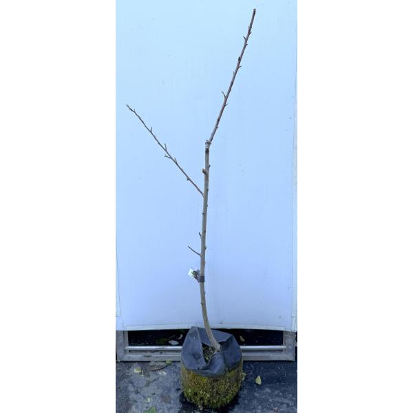 大実で晩生品種の高級桃の木♪【送料込みでのお届けですので大変お買い得となっております♪】☆商品情報☆大きな桃の果樹苗木です！甘くて美味しい桃をご自宅で楽しめます自家受粉性が無いので『あかつき』や『白鳳』と受粉させる必要がございます。大きな苗...