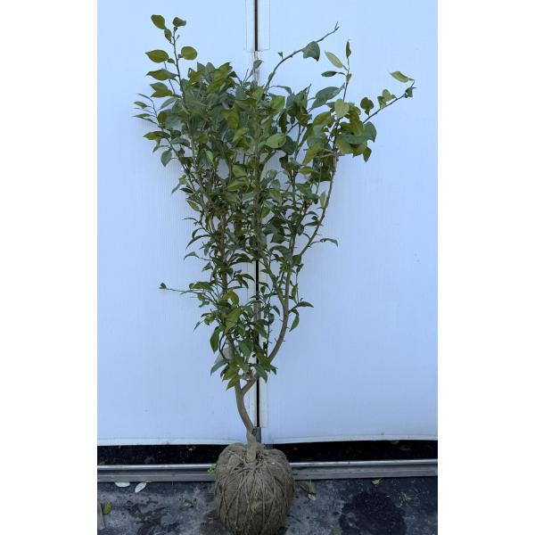 写真の現品にてお届けいたします☆【送料無料でのお届けですので大変お買い得となっております♪】☆商品情報☆品種は木頭柚子(本柚子)となっております。柚子の実を収穫して調味料やお菓子作りにと用途が広がる柚子の木です。柚子の皮と唐辛子をミキサーに...