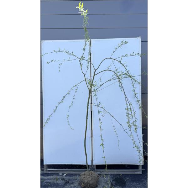 しだれた枝葉が涼し気な柳の木☆♪【送料込の価格ですので大変お買い得となっております♪】☆商品情報☆風流な雰囲気を醸し出してくれるしだれ柳です♪全長　　約1.9メートル樹高　　約1.7メートルこちらの販売ページは写真の商品の現品での発送となり...