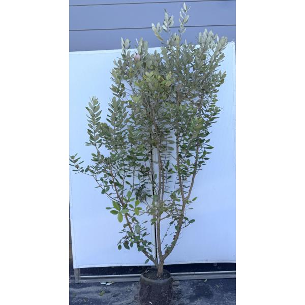 洋風に庭に良くあるフェイジョア♪【送料込みの価格となっておりますので大変お買い得となっております♪】☆商品情報☆春に赤い花を咲かせ、秋に南フルーツの様な香りの良い果実を実らせます全長　　約2.1メートル樹高　　約1.9メートル株立ち　３本株...