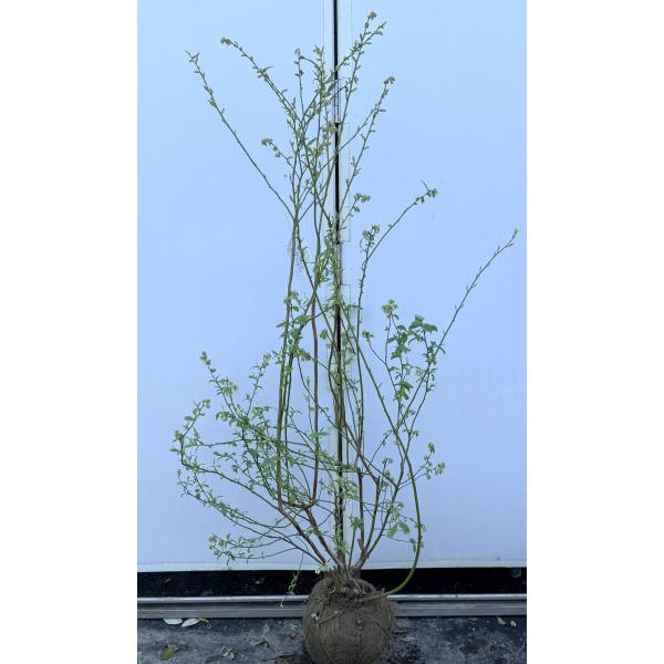 株立ち仕立てのブルーベリー♪【送料込みでのお届けですので大変お買い得となっております♪】☆商品情報☆とても大きな株立ちのブルーベリーです！大きな株を植える事で早期に大量の収穫が期待できます♪株立ちになっている樹形の良い株を店長自ら厳選しまし...