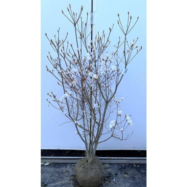 圧巻の花の三つ葉つつじ♪【送料込の価格ですので大変お買い得となっております♪】☆商品情報☆絞り咲きミツバツツジ絞り咲きは複数の花色が混じって花を咲かせます３〜４月の新芽が出る直前に一斉に咲く花は圧巻です♪和風、洋風どちらの庭にもよく合います...