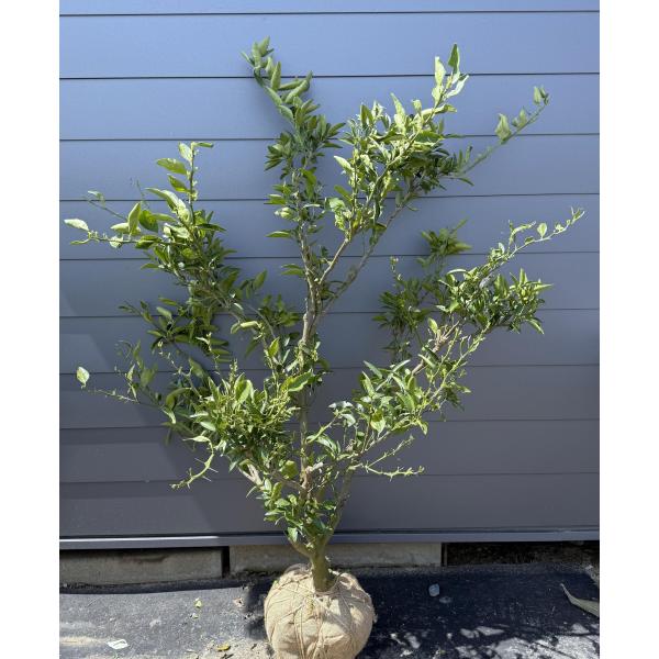 植物版特許の種苗登録されたミカンの品種♪【送料無料でのお届けですので大変お買い得となっております♪】☆商品情報☆大きなミカンの木の苗木です☆せとか　は植物版の特許に当たる『種苗登録品種』のミカンで、生産が限られている希少な品種です果皮は薄く...