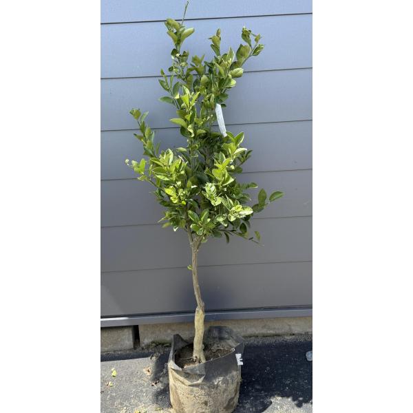 写真の現品にてお届けいたします☆【送料無料でのお届けですので大変お買い得となっております♪】☆商品情報☆大きなミカンの木の苗木です☆『桜島小みかん』は種無し品種の小みかんで、こぶりで皮が?きやすいミカンがたくさん成ります甘くて美味しいみかん...