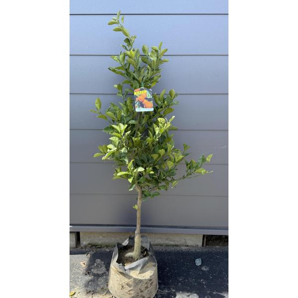 写真の現品にてお届けいたします☆【送料無料でのお届けですので大変お買い得となっております♪】☆商品情報☆大きなミカンの木の苗木です☆『桜島小みかん』は種無し品種の小みかんで、こぶりで皮が?きやすいミカンがたくさん成ります甘くて美味しいみかん...