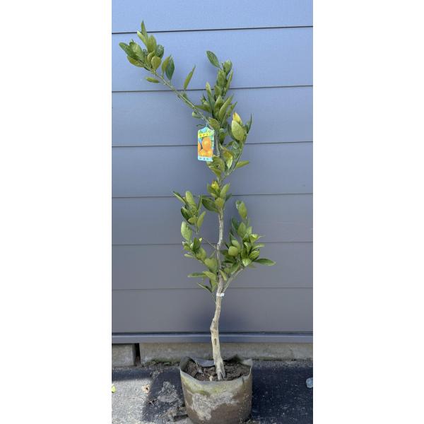 極甘で珍しい赤い色の温州ミカン♪【送料無料でのお届けですので大変お買い得となっております♪】☆商品情報☆大きなミカンの木の苗木です☆早生品種で、果皮の色が赤身のある色合いで、紅色系統の中でも特に赤色が濃いと言われています紅くて甘いみかんとし...