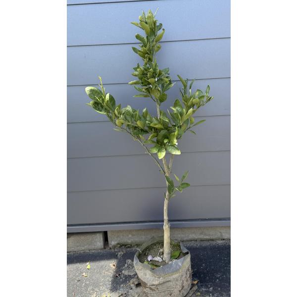 極甘で珍しい赤い色の温州ミカン♪【送料無料でのお届けですので大変お買い得となっております♪】☆商品情報☆大きなミカンの木の苗木です☆早生品種で、果皮の色が赤身のある色合いで、紅色系統の中でも特に赤色が濃いと言われています紅くて甘いみかんとし...