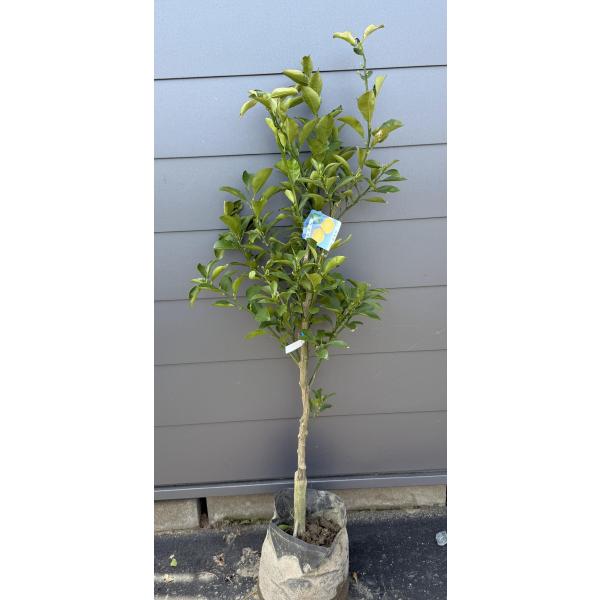 庭や鉢植えでミカンの実が楽しめる♪【送料無料でのお届けですので大変お買い得となっております♪】☆商品情報☆大きなミカンの木の苗木です☆はるかは比較的新しい品種でおいしさも抜群です♪甘くて美味しいミカンをご自宅で楽しめます♪全長　約1.4メー...