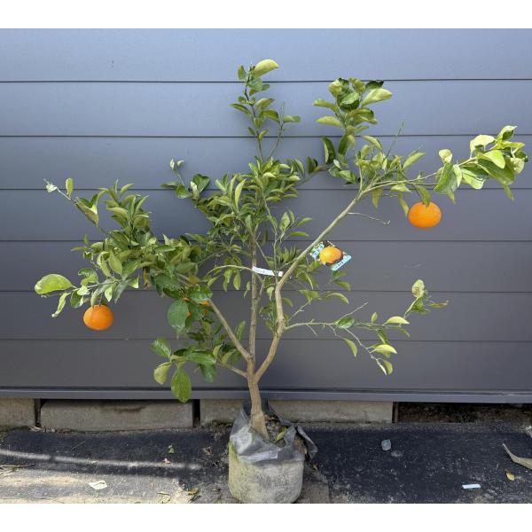 極甘で珍しい赤い色の温州ミカン♪【送料無料でのお届けですので大変お買い得となっております♪】☆商品情報☆大きなミカンの木の苗木です☆甘夏みかんの紅色が入る紅甘夏です紅くて甘いみかんとして人気の品種です通常の甘夏よりも糖度が高く甘くて美味しい...