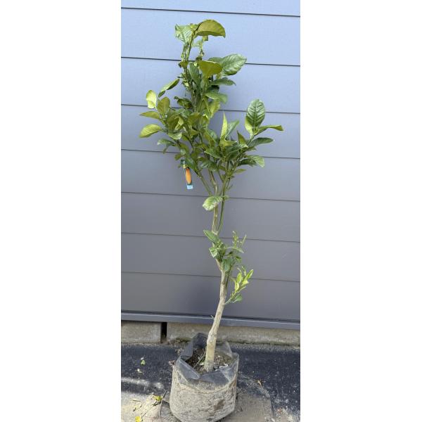 庭や鉢植えでミカンの実が楽しめる♪【送料無料でのお届けですので大変お買い得となっております♪】☆商品情報☆大きなミカンの木の苗木です☆文旦/パール柑はまるまると大きな実が収穫できる品種です甘さとほろ苦さが美味しいブンタンをご自宅で楽しめます...