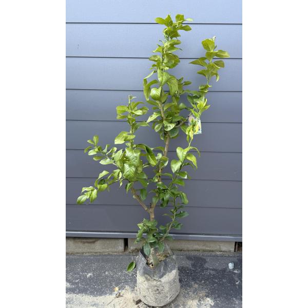 庭や鉢植えでレモンの実が楽しめます♪【送料込みでのお届けですので大変お買い得となっております♪】☆商品情報☆大きなレモンの木の苗木です☆1本で結実し、実も多く付きやすい品種です。観葉植物としても庭木として使ってもおしゃれです。果汁も多く、家...