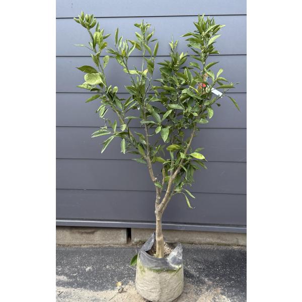 庭や鉢植えでミカンの実が楽しめる♪【送料無料でのお届けですので大変お買い得となっております♪】☆商品情報☆大きなミカンの木の苗木です☆日南早生は10月頃から収穫できる極早生の品種です甘くて美味しいミカンをご自宅で楽しめます♪全長　約1.4メ...