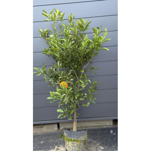 植物版特許の種苗登録されたミカンの品種♪【送料無料でのお届けですので大変お買い得となっております♪】☆商品情報☆大きなミカンの木の苗木です☆早香/はやか　は植物版の特許の当たる『種苗登録品種』のミカンで、生産が限られている希少な品種ですポン...