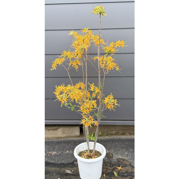 香りの良い黄花の希少ツツジ♪【送料無料でのお届けですので大変お買い得となっております♪】☆商品情報☆ニオイツツジは花の芳香が良いツツジの品種です。希少な黄花で存在感抜群のツツジです♪全長　約1.1メートル樹高　約0.9メートル株立　４本以上...