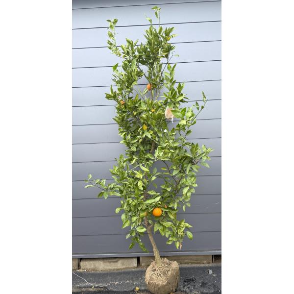 庭や鉢植えでミカンの実が楽しめる♪【送料無料でのお届けですので大変お買い得となっております♪】☆商品情報☆大きなミカンの木の苗木です☆興津早生/オキツわせ　興津温州早生は宮川早生とカラタリの交配種で11月終〜12月初め頃に収穫が出来ます保存...