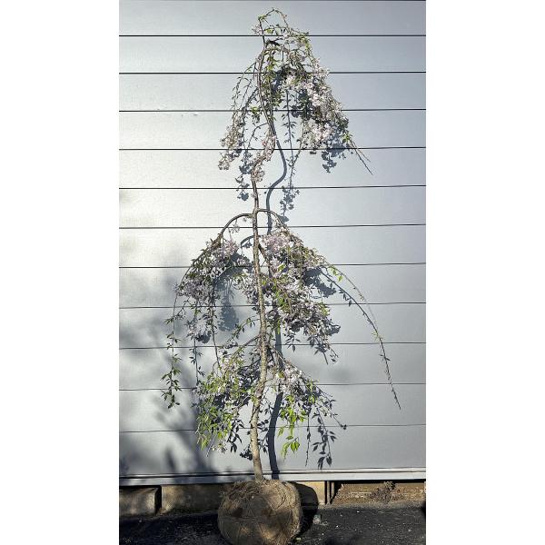 ふわふわの可愛いシダレ八重桜♪【送料無料でのお届けですので大変お買い得となっております♪】☆商品情報☆希少な雨情しだれ桜です。ピンクの小花の八重桜がたくさん咲くシダレ桜です☆ふわふわの花がいっぱいさく姿がかわいらしく庭を彩りますしだれ桜が織...