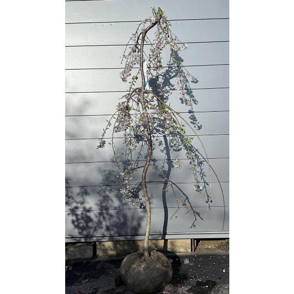 ふわふわの可愛いシダレ八重桜♪【送料無料でのお届けですので大変お買い得となっております♪】☆商品情報☆希少な雨情しだれ桜です。ピンクの小花の八重桜がたくさん咲くシダレ桜です☆ふわふわの花がいっぱいさく姿がかわいらしく庭を彩りますしだれ桜が織...