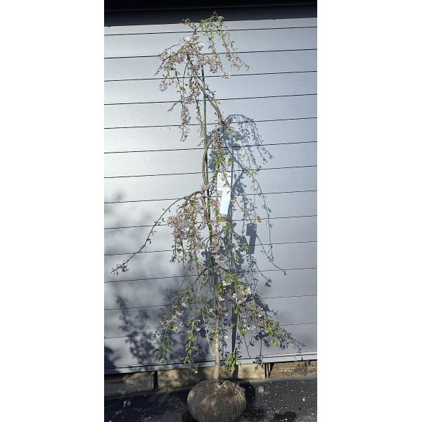 ふわふわの可愛いシダレ八重桜♪【送料無料でのお届けですので大変お買い得となっております♪】☆商品情報☆希少な雨情しだれ桜です。ピンクの小花の八重桜がたくさん咲くシダレ桜です☆ふわふわの花がいっぱいさく姿がかわいらしく庭を彩りますしだれ桜が織...