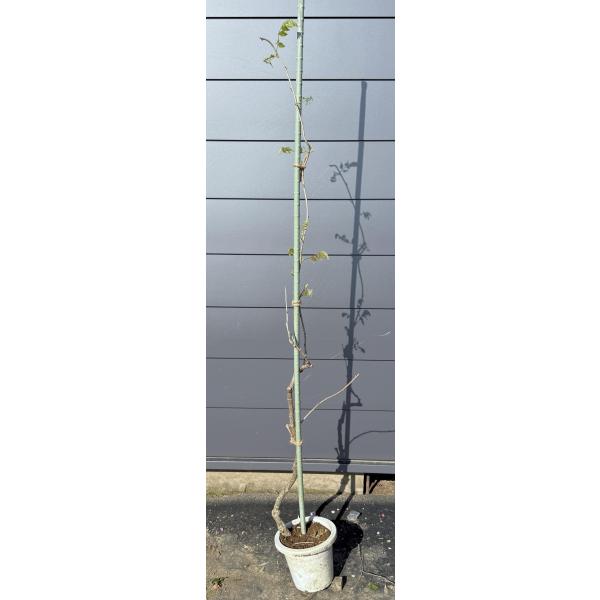 シャンデリアの様な花♪藤の花♪【送料込の価格ですので大変お買い得となっております♪】☆商品情報☆シャンデリアの様に咲く鈴なりの花が美しい花木です♪花が咲く姿は圧巻の樹木です全長　　約1.6メートル樹高　　約1.4メートルこちらの販売ページは...