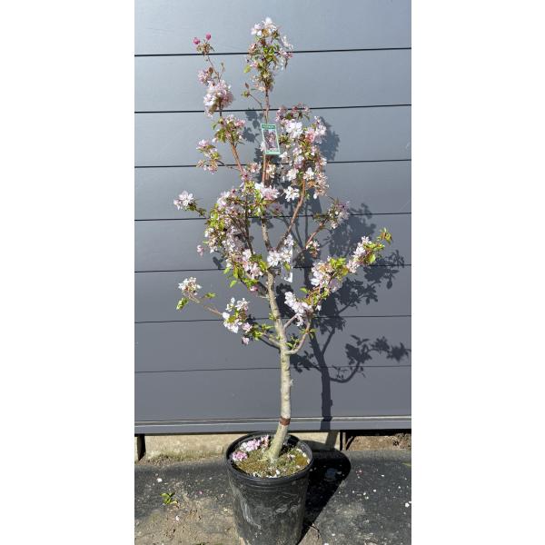 息を呑む程の美しさの花のりんご♪【送料込みでのお届けですので大変お買い得となっております♪】☆商品情報☆大きなリンゴの木の果樹苗木です！息を呑む程の美しい花の林檎をご自宅で楽しめます大きな苗木ですので、早期に収穫を期待できます☆全長　　約1...
