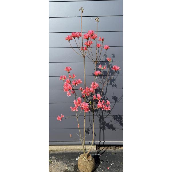 オレンジの花が美しいオンツツジ♪【送料無料でのお届けですので大変お買い得となっております♪】☆商品情報☆美樹形の一点物のオンツツジです♪『オンツツジ』は三つ葉ツツジの中でも希少で、赤とオレンジの中間の様な色合いの花が咲くとても綺麗な植木です...