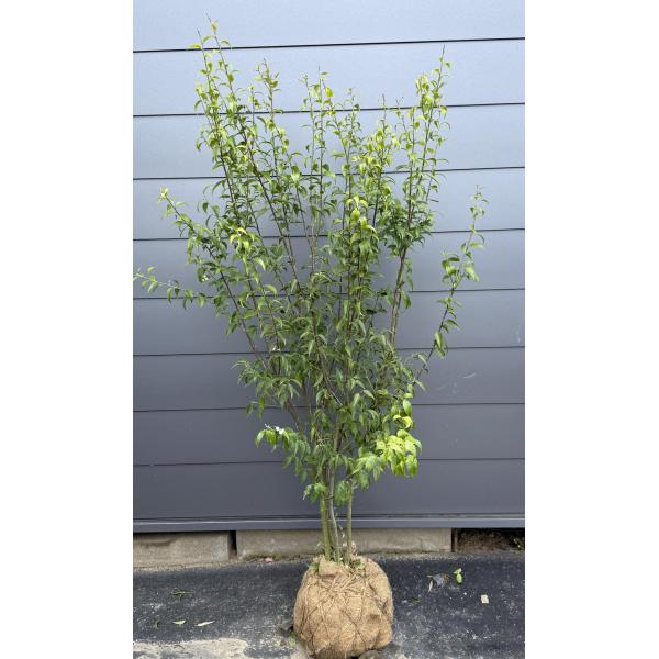 可憐な花が人気のハイノキ☆【送料無料でのお届けですので大変お買い得となっております♪】☆商品情報☆ハイノキの美樹形な株立ちです♪葉が小さく都会的で爽やかな印象の植木です☆全長　　約1.7メートル樹高　　約1.5メートル株立ち　５本以上こちら...