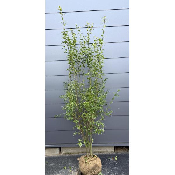 可憐な花が人気のハイノキ☆【送料無料でのお届けですので大変お買い得となっております♪】☆商品情報☆ハイノキの美樹形な株立ちです♪葉が小さく都会的で爽やかな印象の植木です☆全長　　約1.8メートル樹高　　約1.6メートル株立ち　５本以上こちら...