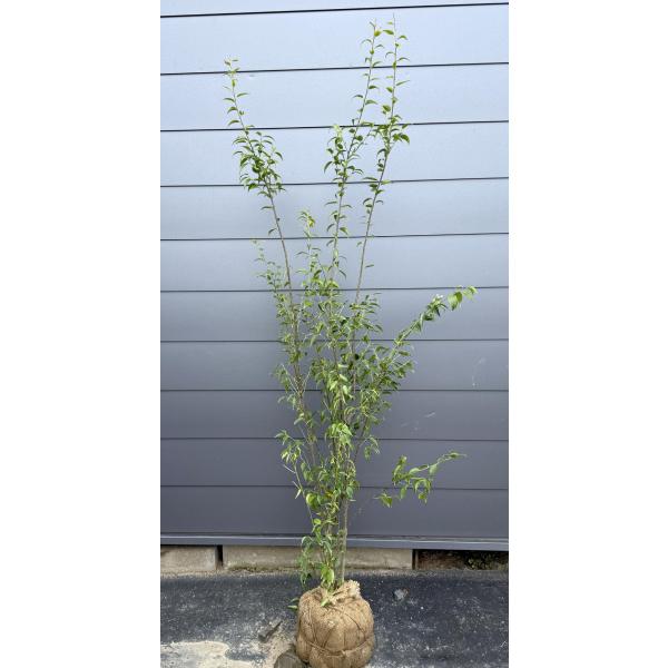 可憐な花が人気のハイノキ☆【送料無料でのお届けですので大変お買い得となっております♪】☆商品情報☆ハイノキの美樹形な株立ちです♪葉が小さく都会的で爽やかな印象の植木です☆全長　　約1.9メートル樹高　　約1.7メートル株立ち　３本以上こちら...