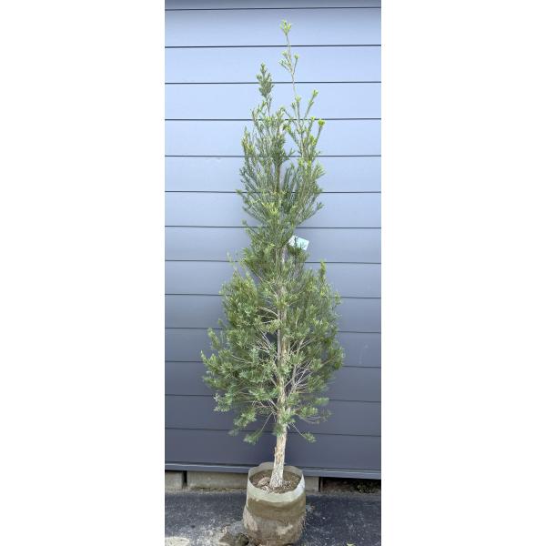 雪が積もった様なふわふわの花♪【送料込みでのお届けですので大変お買い得となっております♪】☆商品情報☆メラレウカ （ティーツリー）の『スノー・イン・サマー』です春にふわふわの綿の様な花をいっぱい咲かせ、雪が積もった様にも見えます。幹にはとて...