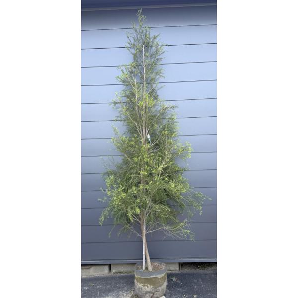 雪が積もった様なふわふわの花♪【送料込みでのお届けですので大変お買い得となっております♪】☆商品情報☆白花のメラレウカ （メディカルツリー）です春にふわふわの綿の様な花を咲かせます。幹にはとても良い芳香があり、樹液からアロマオイルを抽出する...