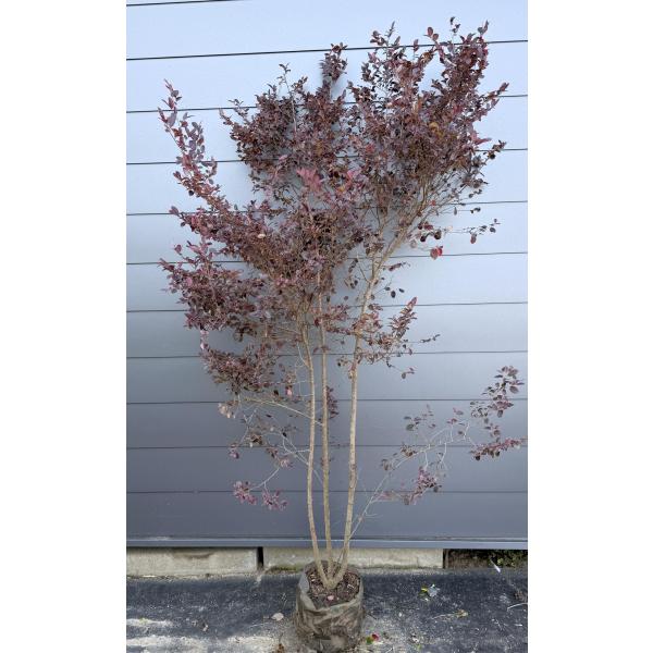 春に真っ赤に色づく圧巻の花♪【送料込みでのお届けですので大変お買い得となっております♪】☆商品情報☆紅花トキワマンサク・ブラックパールトキワマンサクの中でも紫葉で特に色が濃く存在感抜群の最新品種です☆花色も濃く、春に樹木を覆いつくす程の花を...
