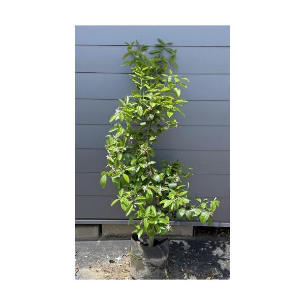 庭や鉢植えでレモンの実が楽しめます♪【送料込みでのお届けですので大変お買い得となっております♪】☆商品情報☆大きなレモンの木の苗木です☆1本で結実し、実も多く付きやすい品種です。観葉植物としても庭木として使ってもおしゃれです。果汁も多く、家...